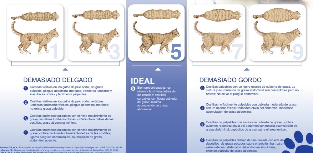 Pesar un gato sin estrés: Trucos para el bienestar felino - Mundo Gati